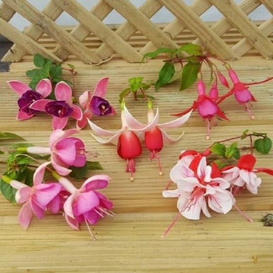 Trailing fuchsia mixed surprise 5 plug plants from £6.99 - Trailing ...