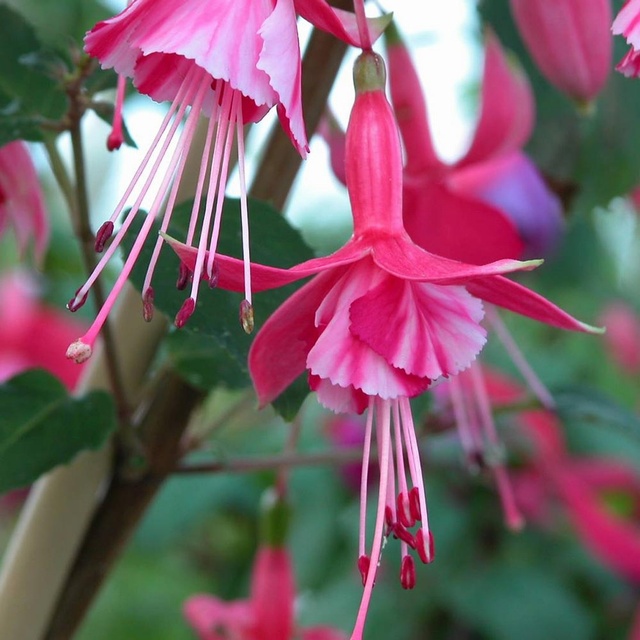 Shrimp cocktail 5 plug plants £6.99 - Upright Fuchsia Fuchsia Plug ...