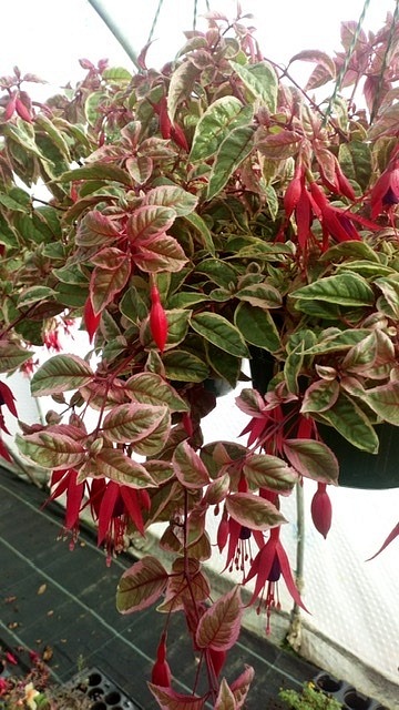 Sunray 5 plug plants from £6.99 - Unique Variegated Fuchsia Fuchsia ...